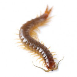 This poop don’t stink! - Wonder Worman